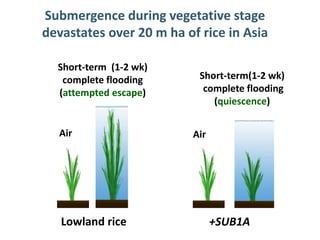 Role of Biotechnology in Improving Productivity for Rice Producers in ...