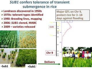 Role of Biotechnology in Improving Productivity for Rice Producers in ...