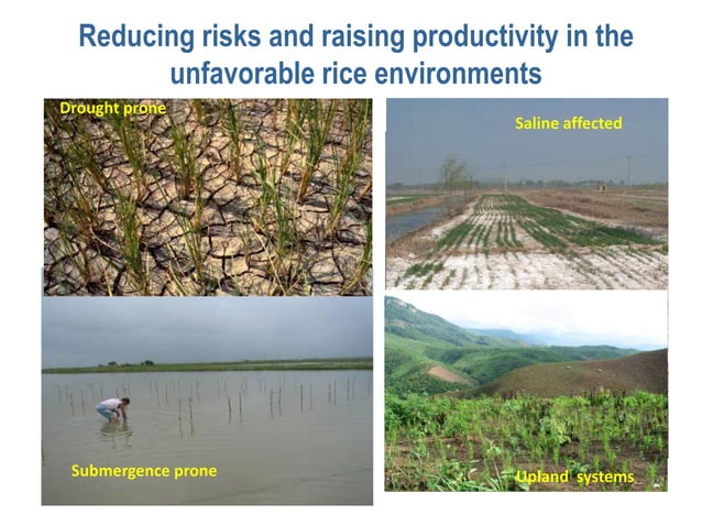 Role of Biotechnology in Improving Productivity for Rice Producers in ...