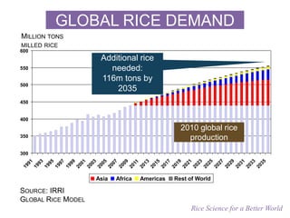 Role of Biotechnology in Improving Productivity for Rice Producers in ...