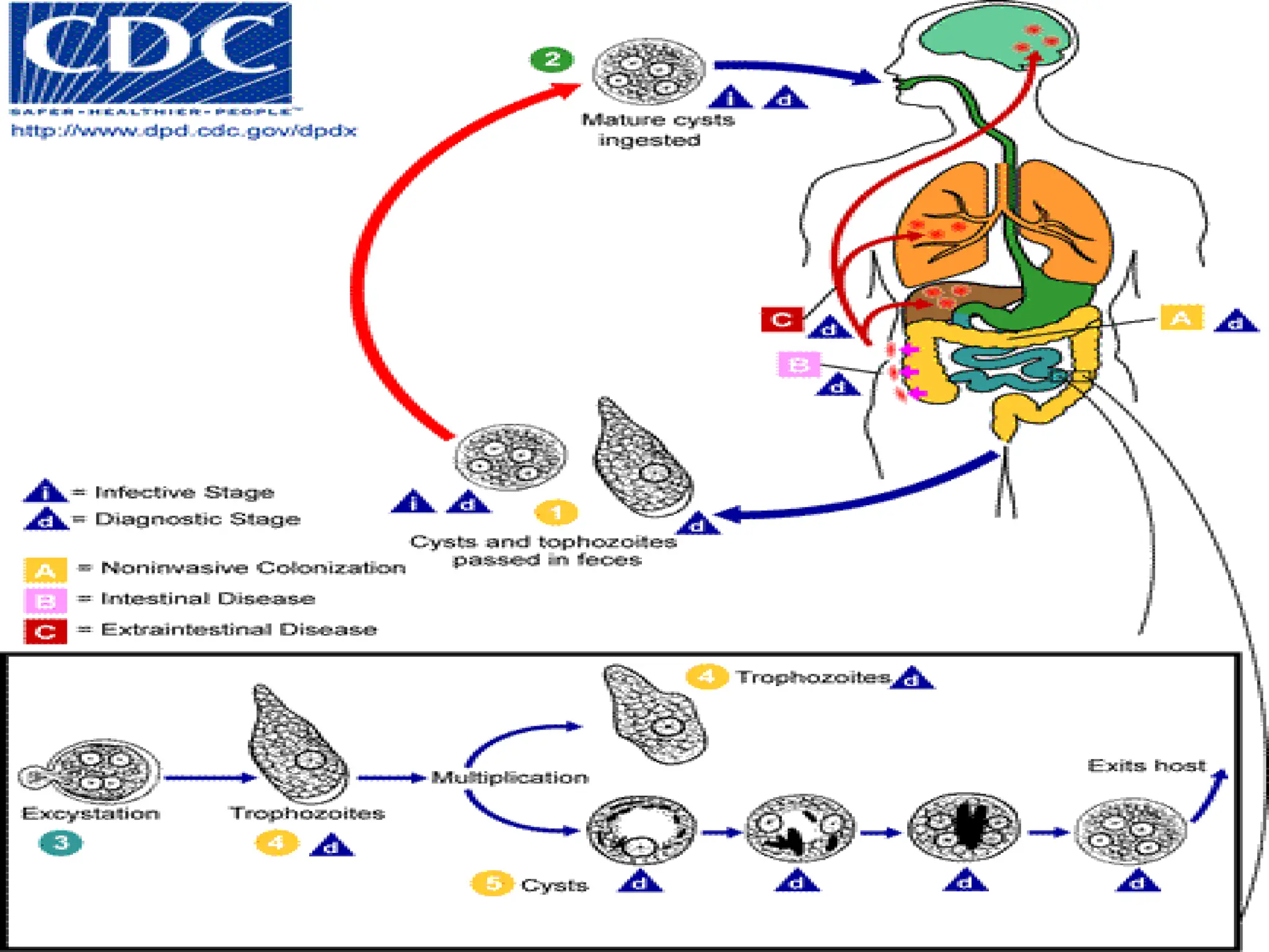 05_KELAINAN SISTEM PENCERNAAN 05_KELAINAN SISTEM PENCERNAAN | PPT