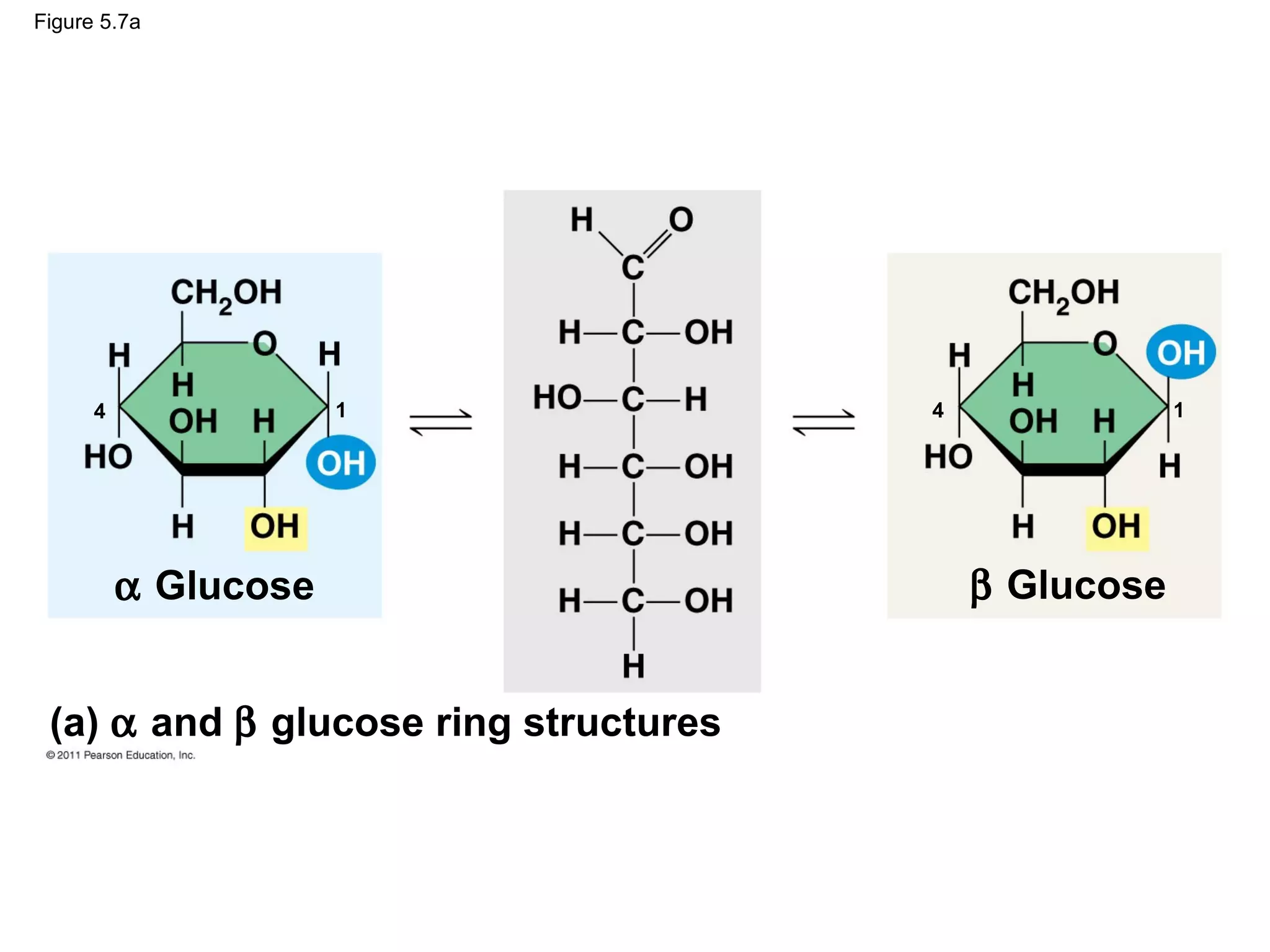 Ch 5: The Structure and Function of Large Biological Molecules | PPT