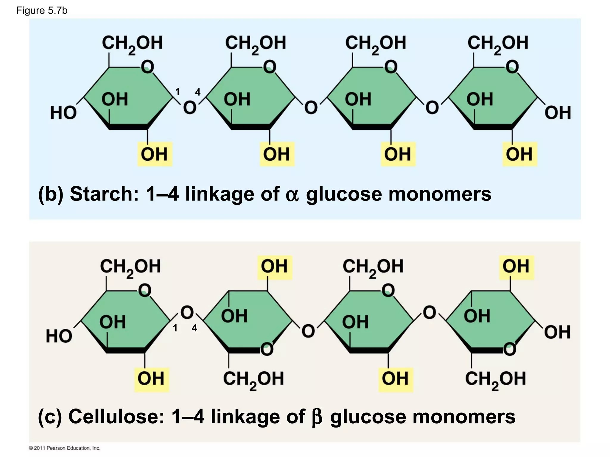 Ch 5: The Structure and Function of Large Biological Molecules | PPT