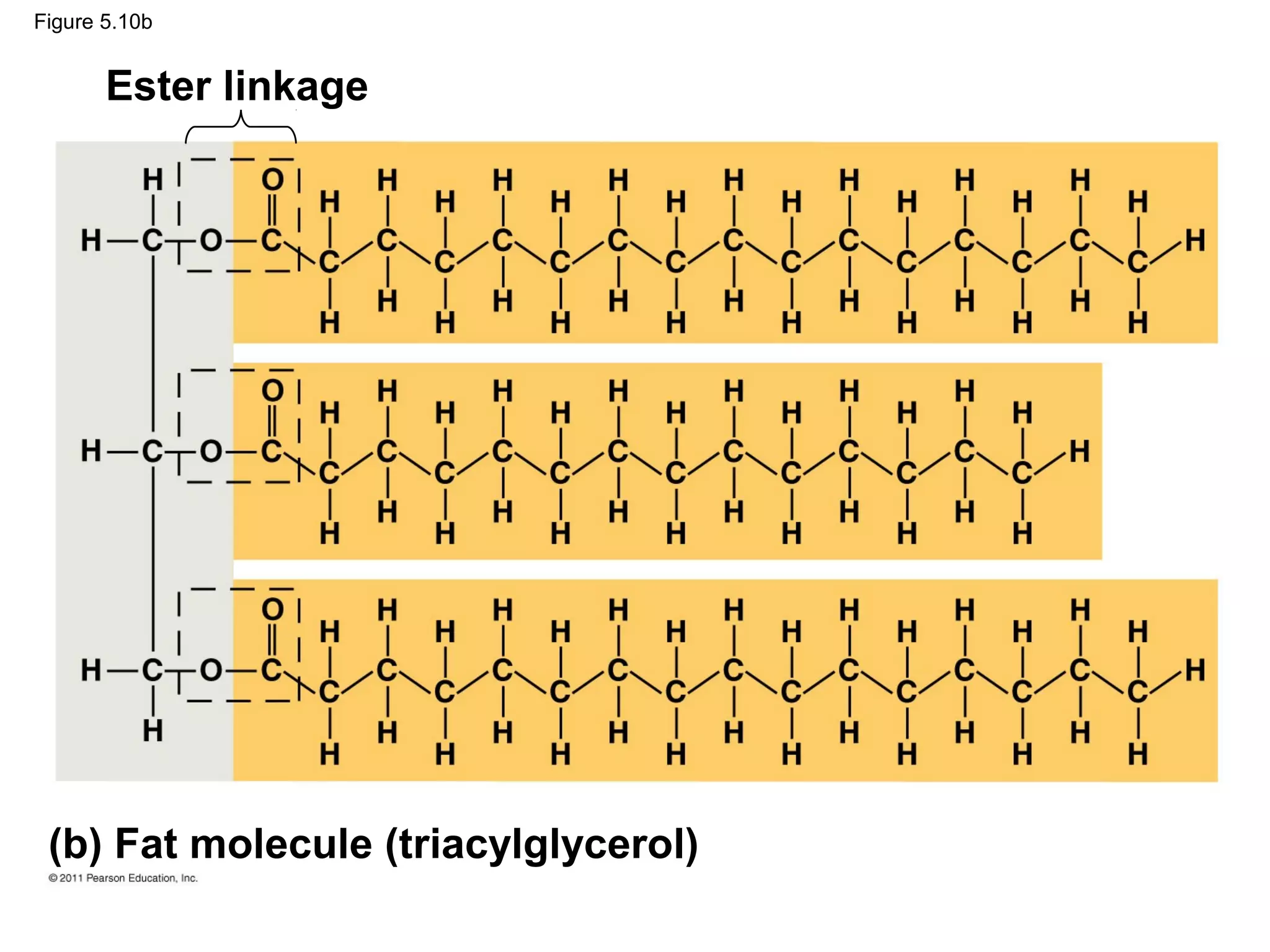 Ch 5: The Structure and Function of Large Biological Molecules | PPT