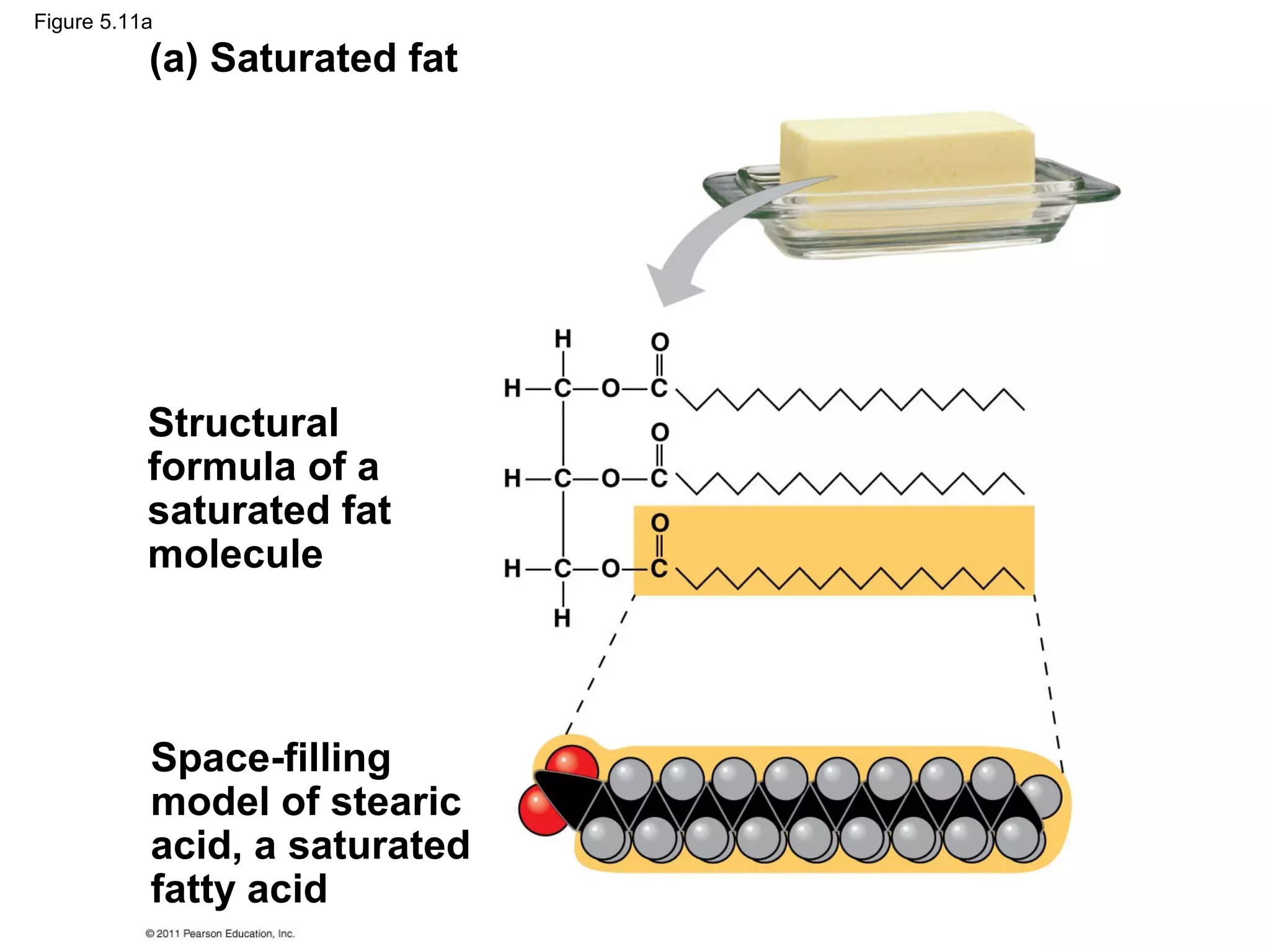 Ch 5: The Structure and Function of Large Biological Molecules | PPT