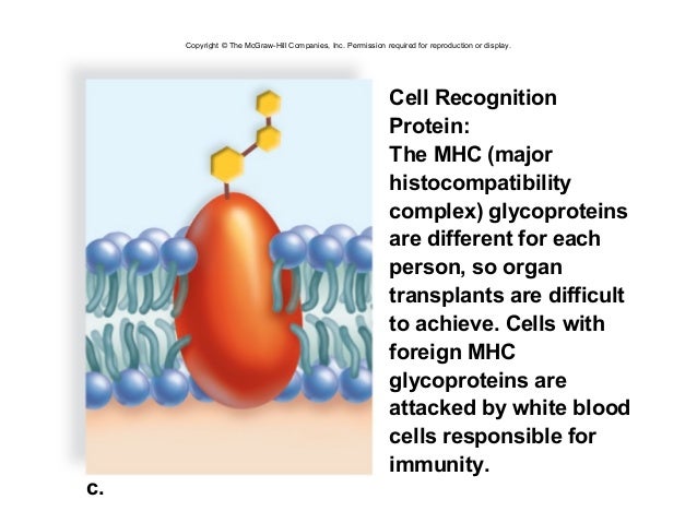 Cell Recognition Proteins