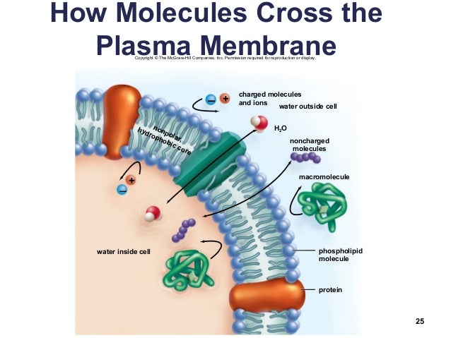 Selective Permeability Inside And Outside