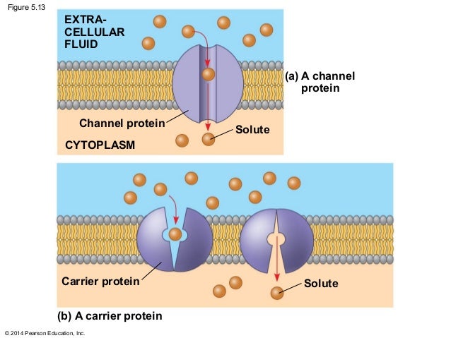 Biology in Focus Chapter 5