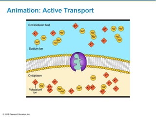 Active Transport Animation