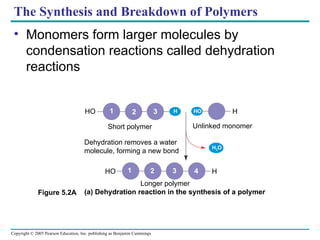 05_MACROMOLECULES lectures bio g_ppt.ppt