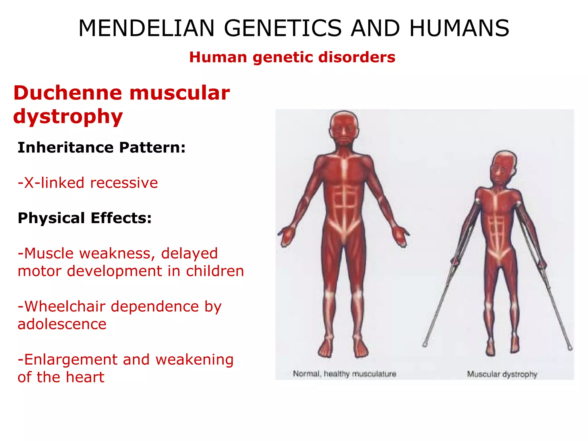 05 mendelian genetics and humans | PPT