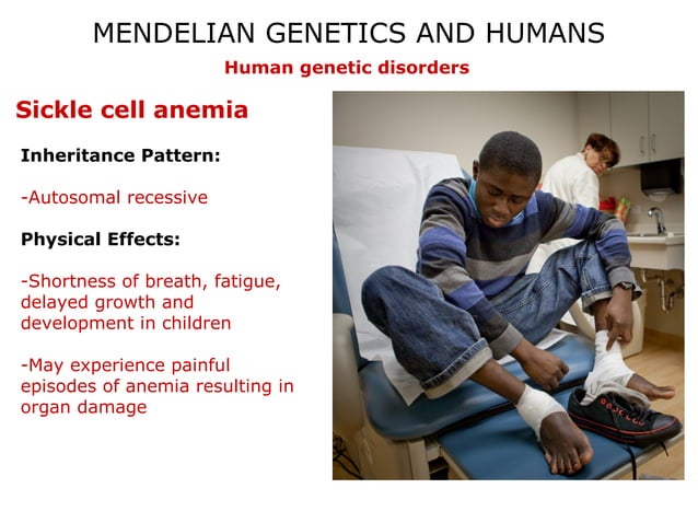 05 mendelian genetics and humans | PPT | Blood Disorders | Diseases and ...