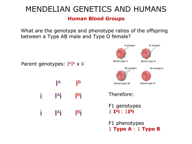 05 mendelian genetics and humans | PPT | Blood Disorders | Diseases and ...