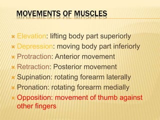 05 Muscular System.ppt222222222222222222 | PPT