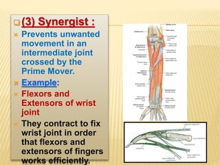 05 Muscular System.ppt222222222222222222 | PPT