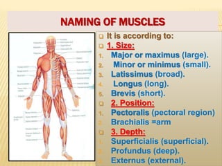 05 Muscular System.ppt222222222222222222 | PPT