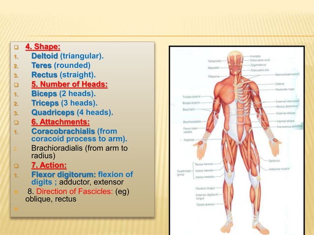 05 Muscular System.ppt222222222222222222 | PPT