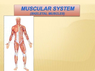 05 Muscular System.ppt222222222222222222 | PPT