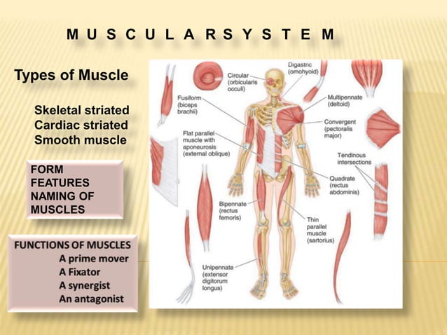 05 Muscular System.ppt222222222222222222 | PPT