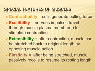 05 Muscular System.ppt222222222222222222 | PPT