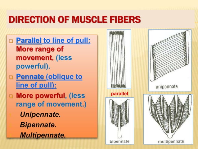 05 Muscular System.ppt222222222222222222 | PPT