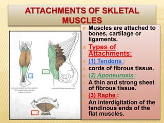 05 Muscular System.ppt222222222222222222 | PPT