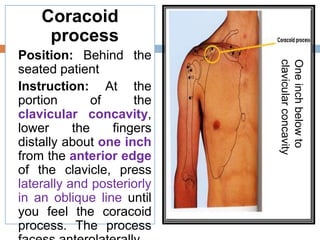 Coracoid Process Palpation