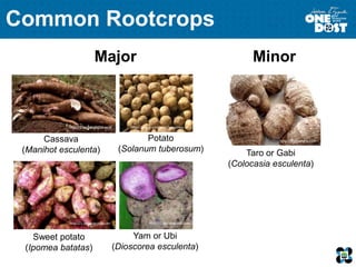 Country Status Reports on Underutilized Crops by Reynaldo V. Ebora ...