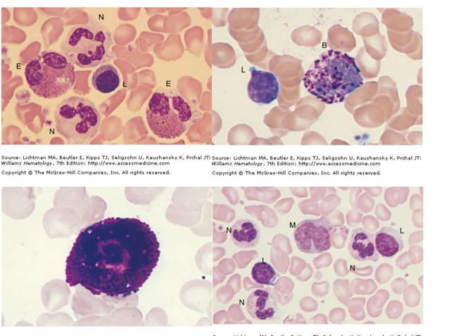 05 peripheral blood smear examination | PPTX