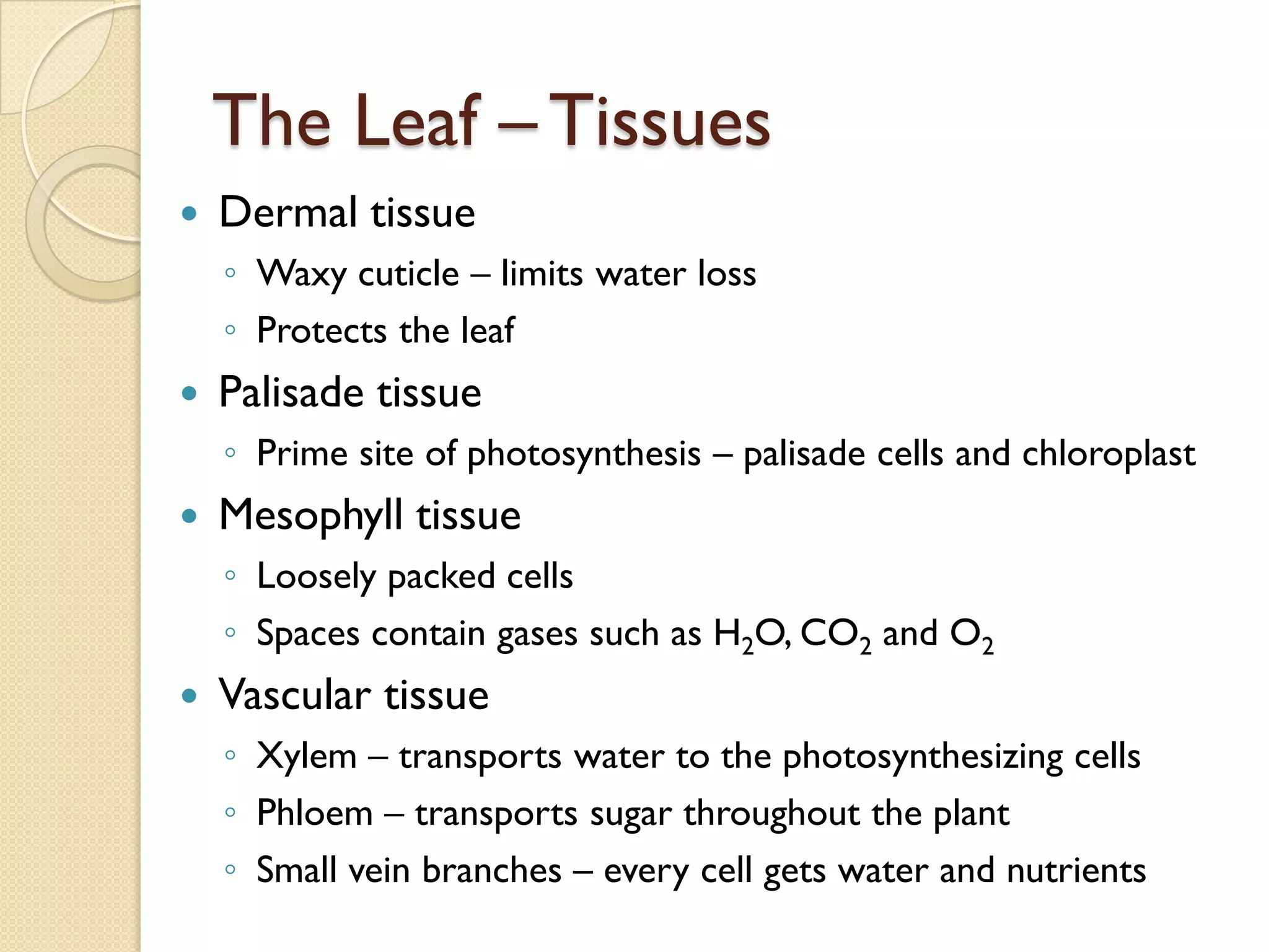 05 plant cells, tissues and organs | PPTX
