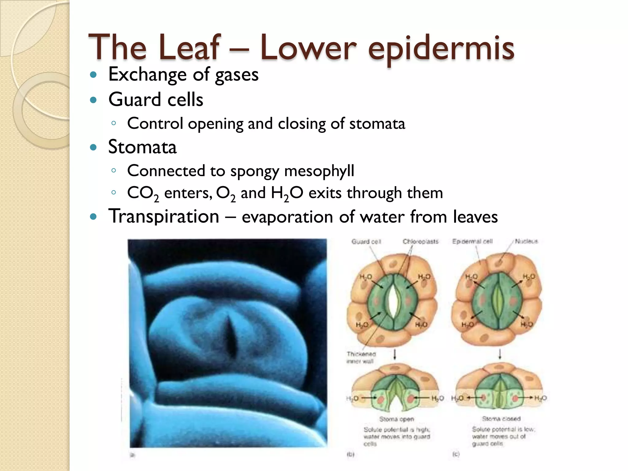 05 plant cells, tissues and organs | PPTX