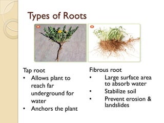 05 plant cells, tissues and organs | PPT