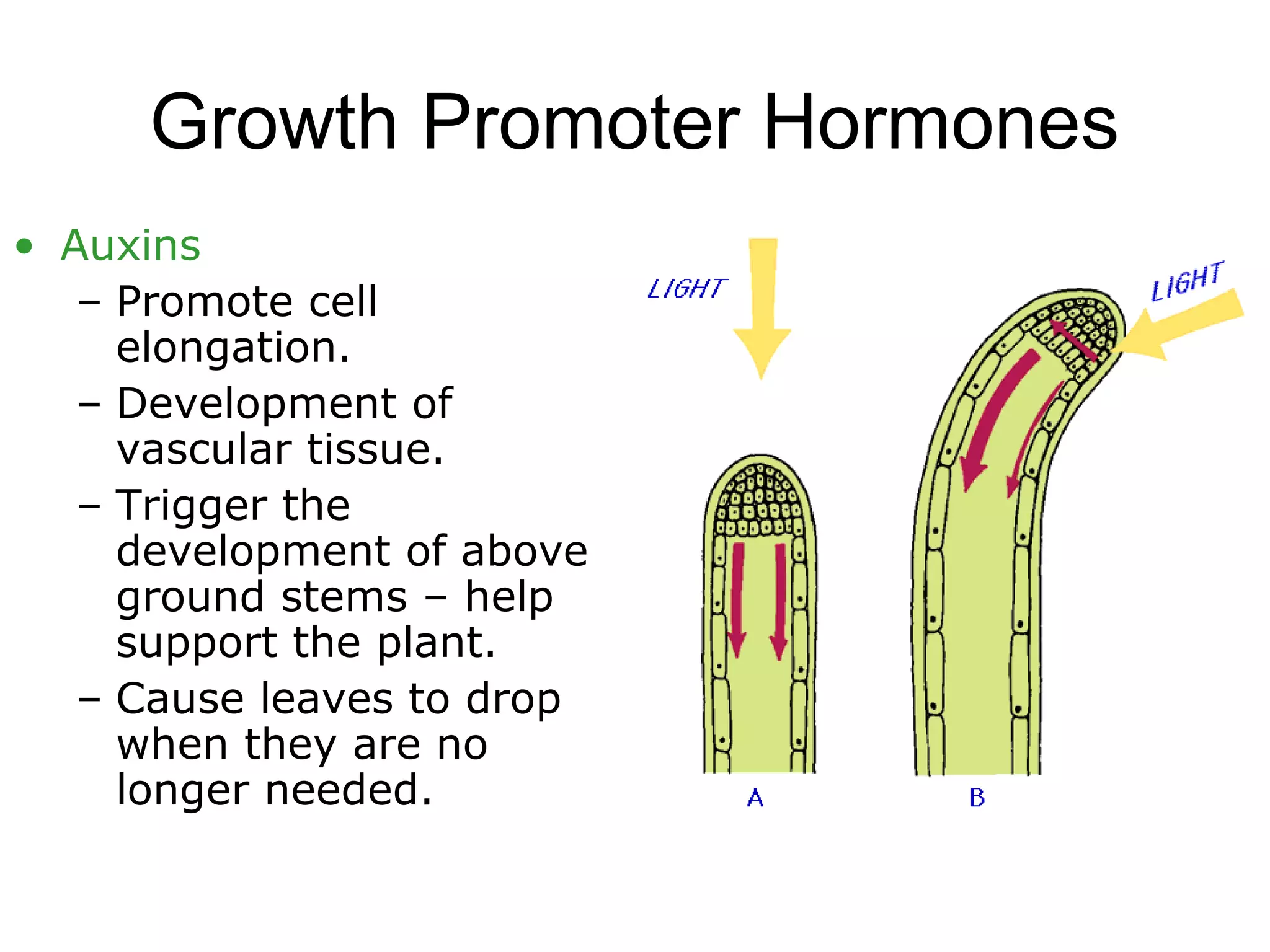 05 plant responses to stimuli | PPT
