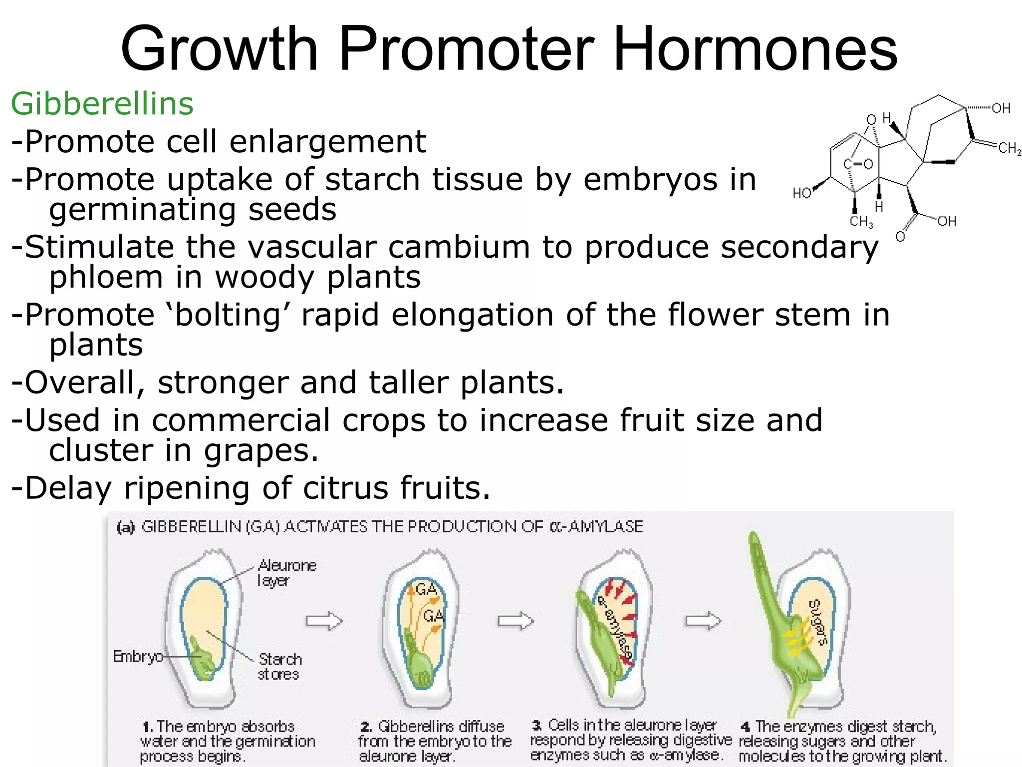 05 plant responses to stimuli | PPT