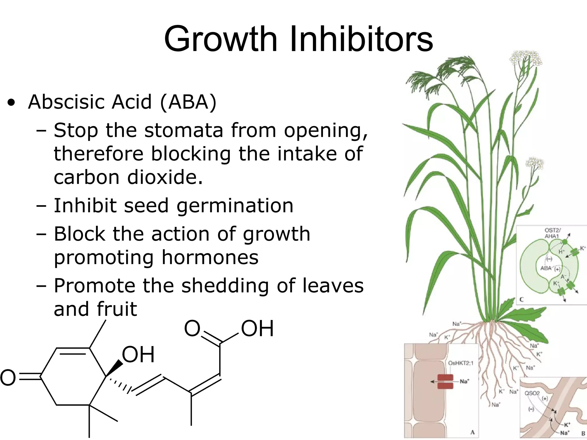 05 plant responses to stimuli | PPT