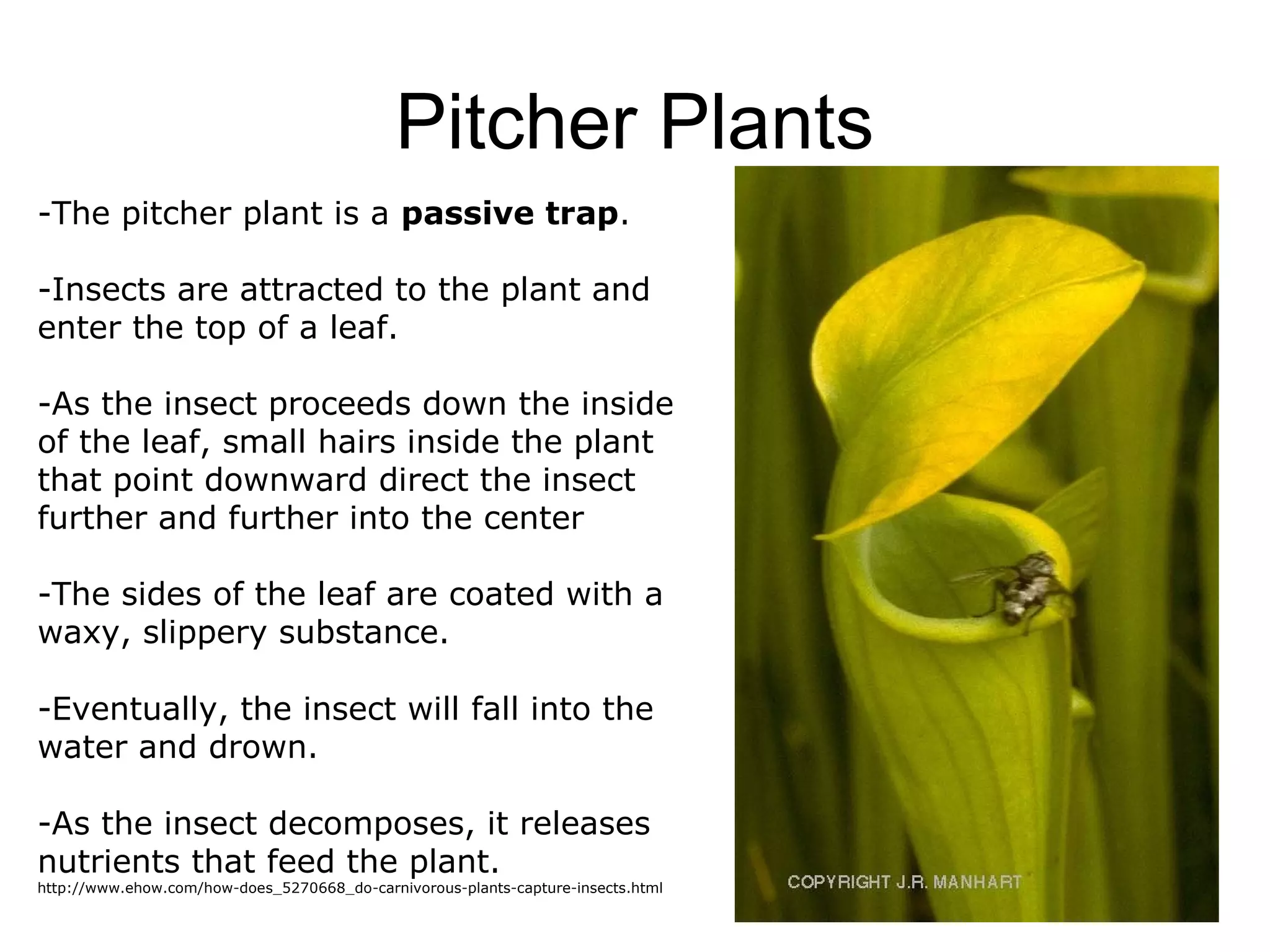 05 plant responses to stimuli | PPT