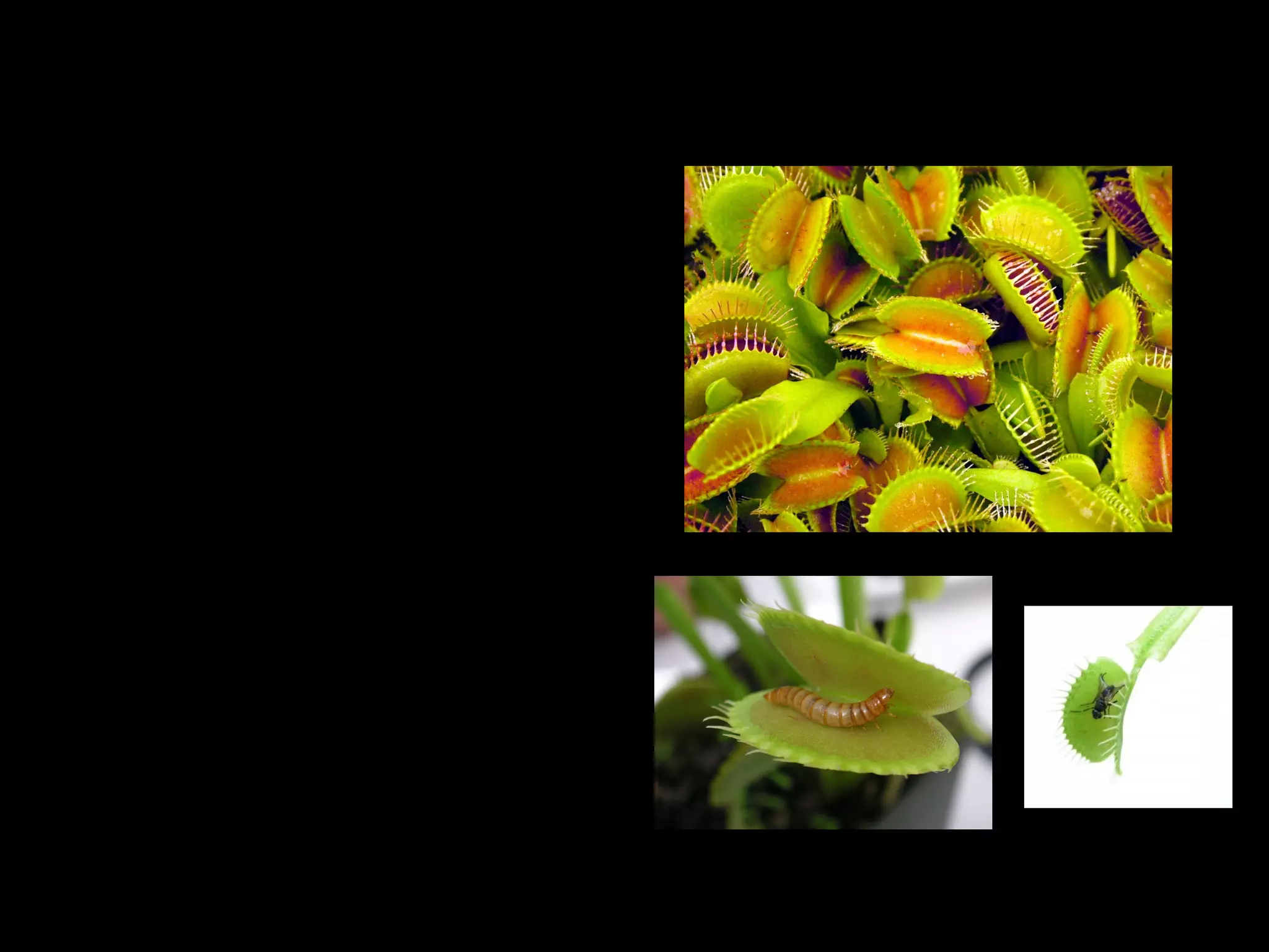 05 plant responses to stimuli | PPT