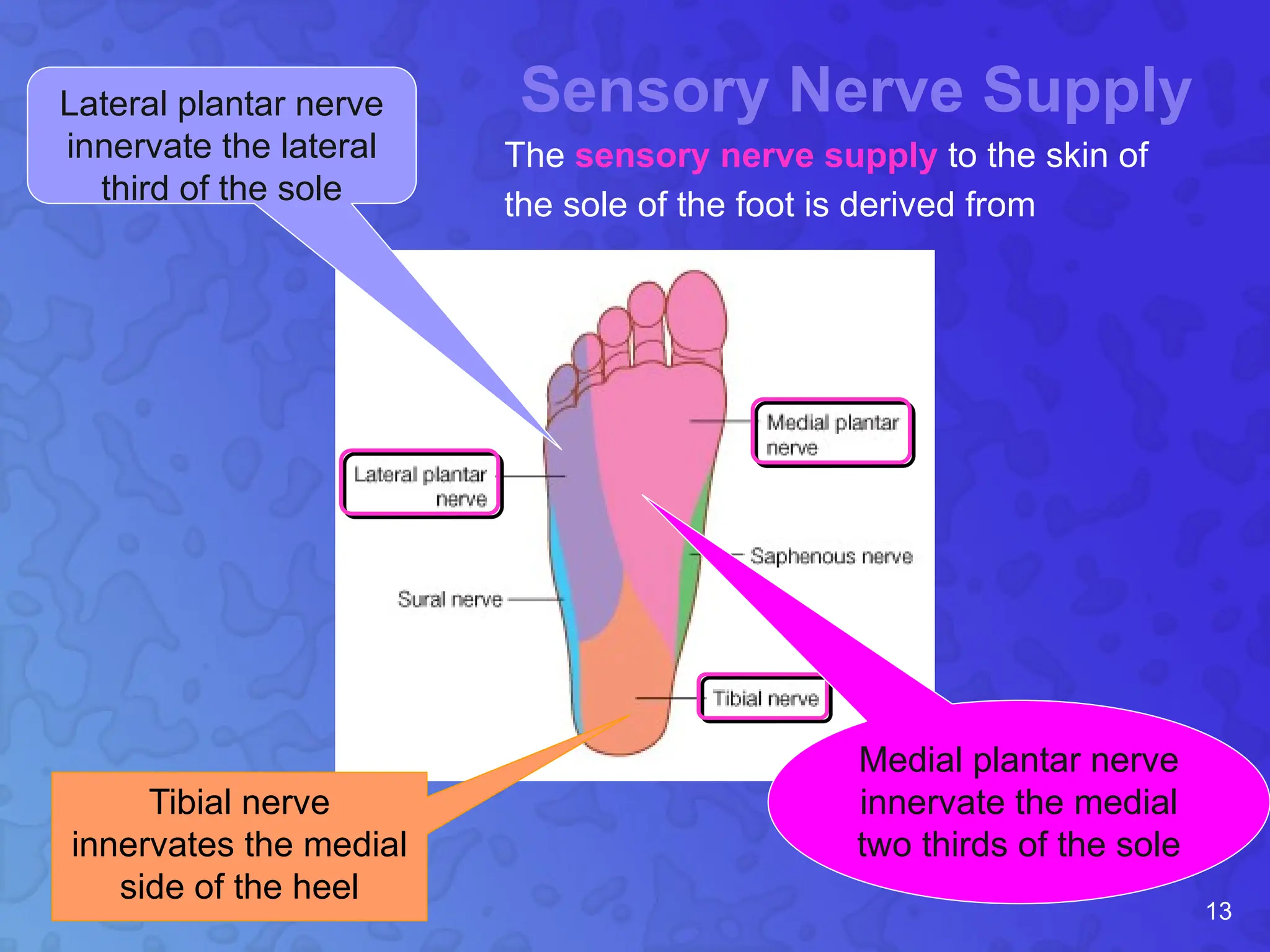 05 Popliteal fossa post Leg Sole of foot.pptx