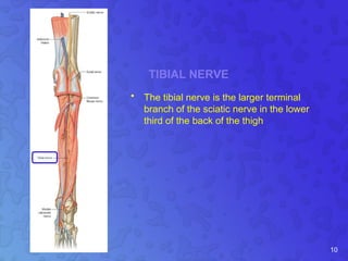 05 Popliteal fossa post Leg Sole of foot.pptx