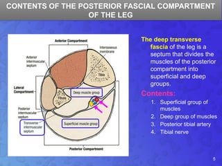 05 Popliteal fossa post Leg Sole of foot.pptx