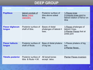 05 Popliteal fossa post Leg Sole of foot.pptx