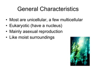 05 protists | PPT