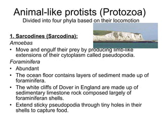 05 protists | PPT