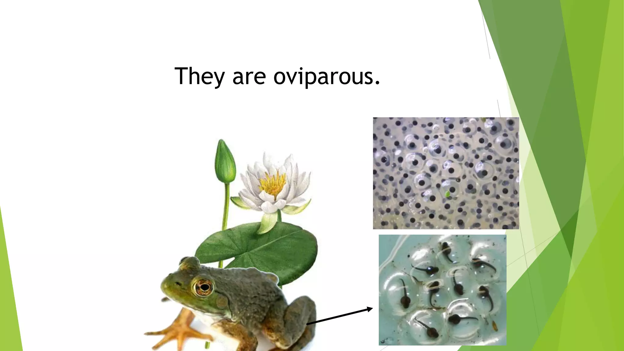 Reptiles and amphibians | PPTX