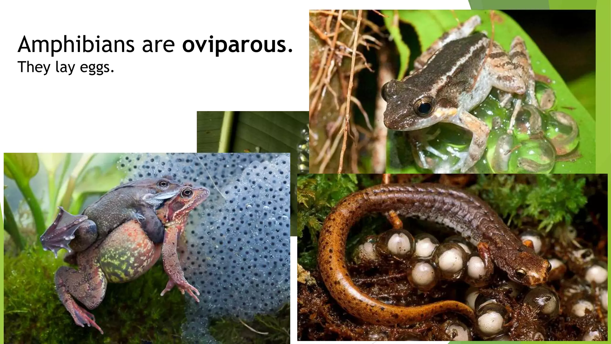 Reptiles and amphibians | PPT