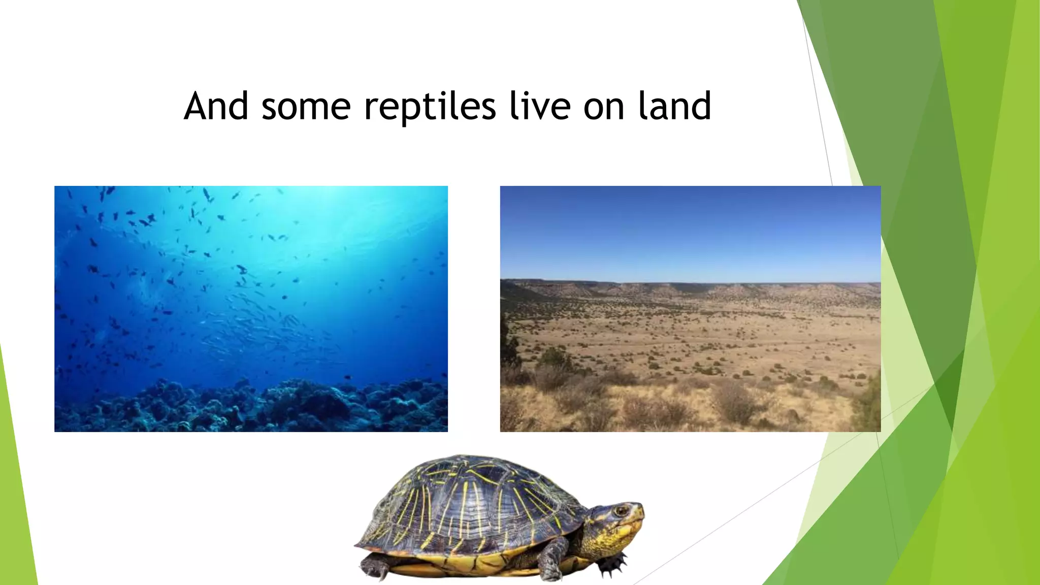 Reptiles and amphibians | PPTX