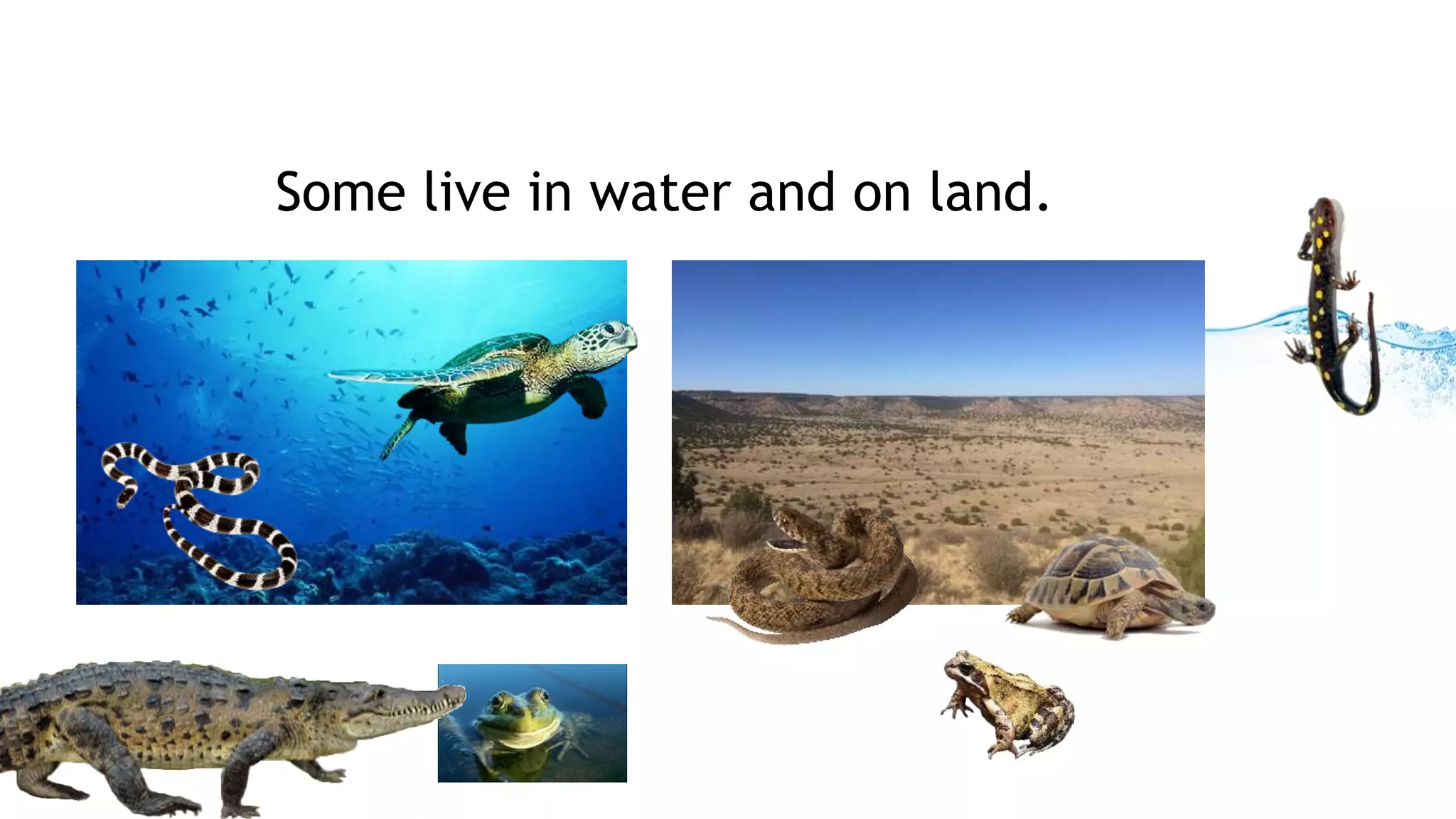 Reptiles and amphibians | PPTX