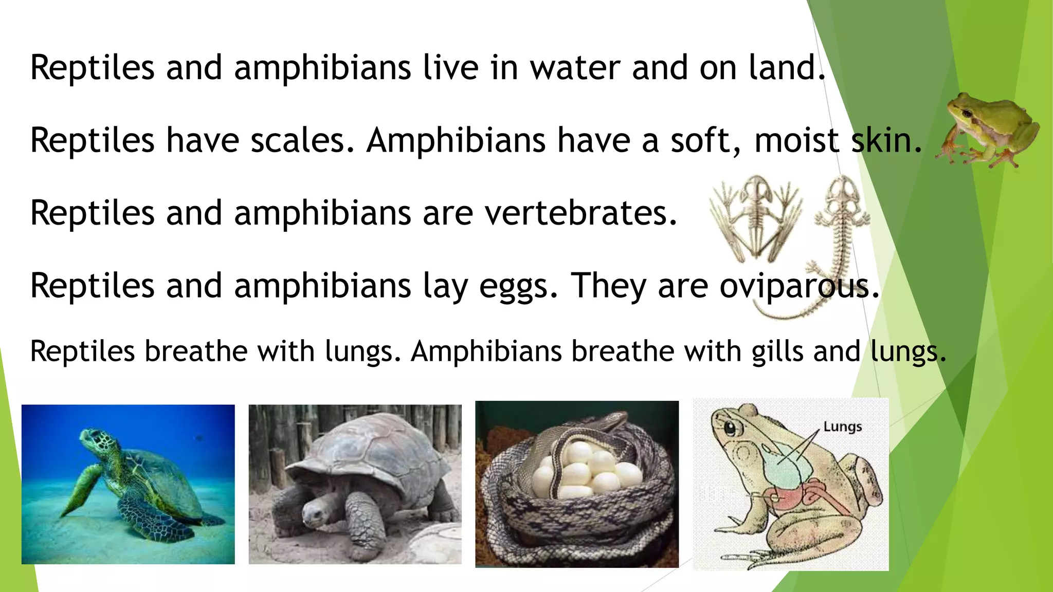 Reptiles and amphibians | PPTX