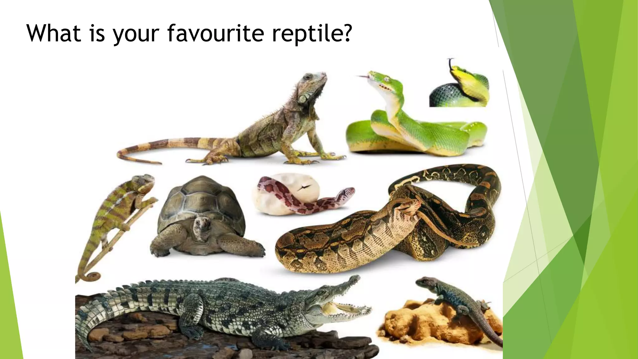 Reptiles and amphibians | PPTX