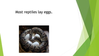 Reptiles and amphibians | PPTX